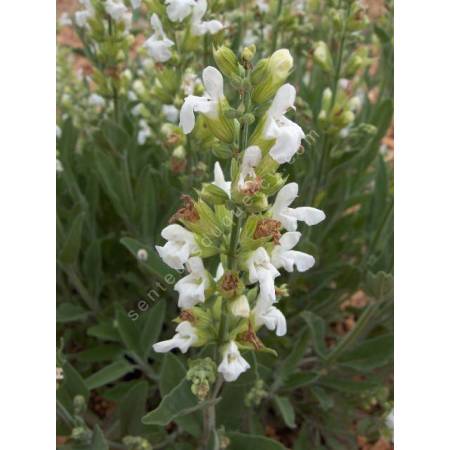 Sauge à fleur blanche condimentaire - Salvia officinalis 'Albiflora'