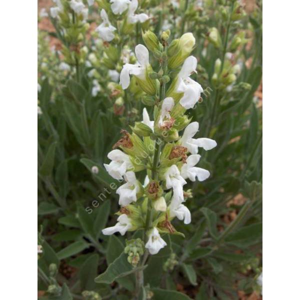 Sauge à fleur blanche condimentaire - Salvia officinalis 'Albiflora'