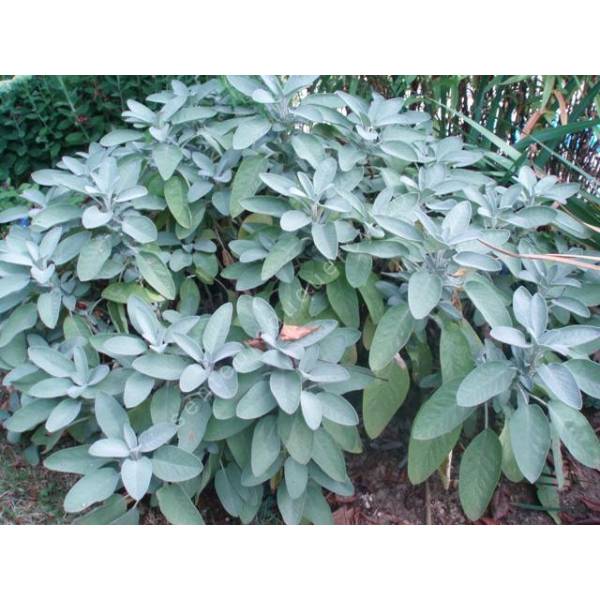 Sauge officinale à large feuille - Salvia officinalis 'Berggarten'