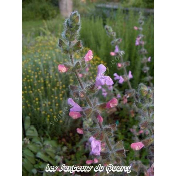 Salvia recognita - sauge - plante aromatique, vente en ligne