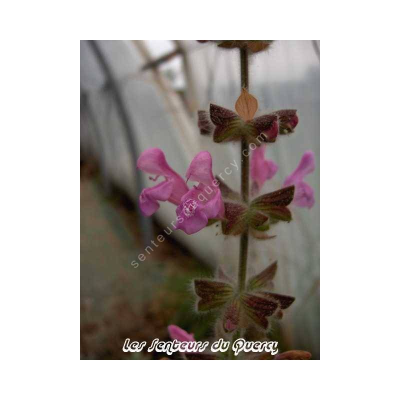 Salvia recognita - sauge - plante aromatique, vente en ligne