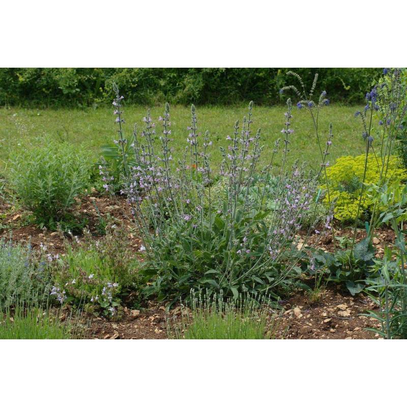 Salvia recognita - sauge - plante aromatique, vente en ligne