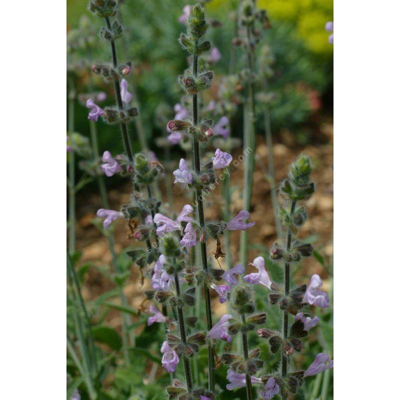 Salvia recognita - sauge - plante aromatique, vente en ligne