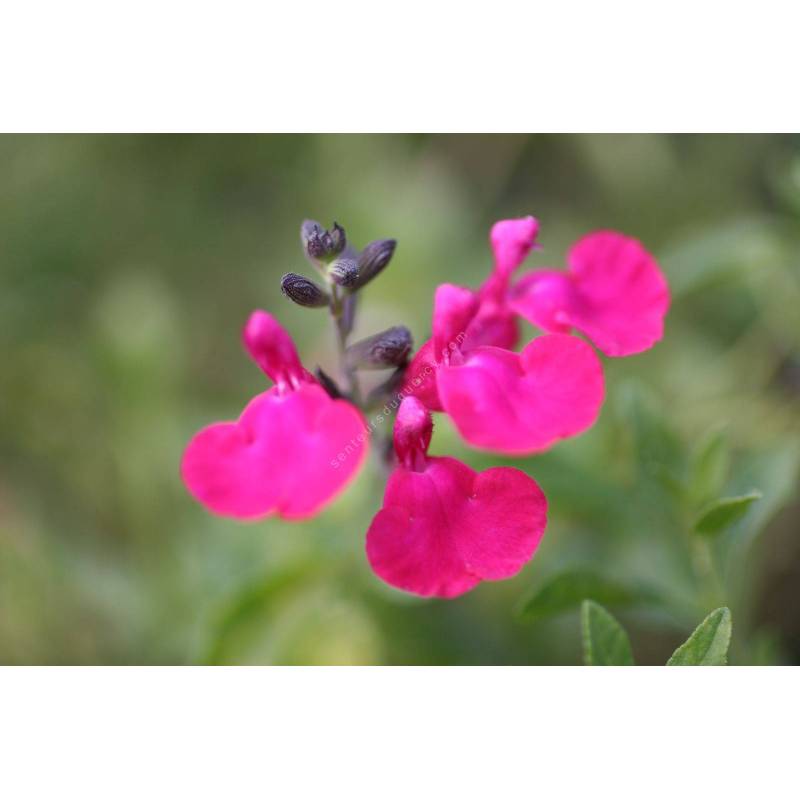 Sauge arbustive vivace rose fuschia - Salvia microphylla 'Pink Blush'