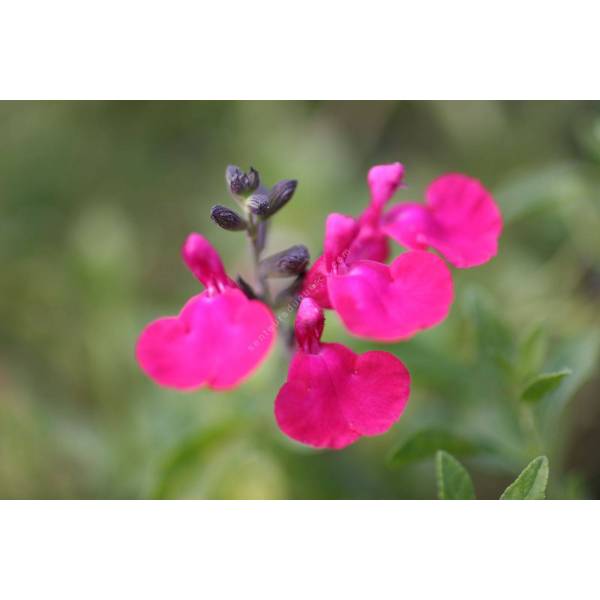 Sauge arbustive vivace rose fuschia - Salvia microphylla 'Pink Blush'
