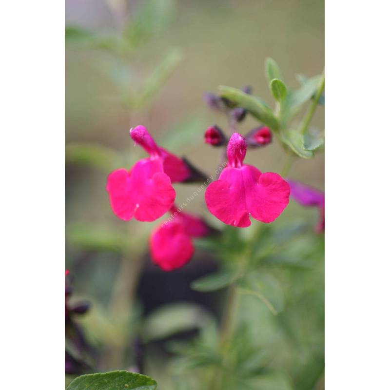 Sauge arbustive vivace rose fuschia - Salvia microphylla 'Pink Blush'