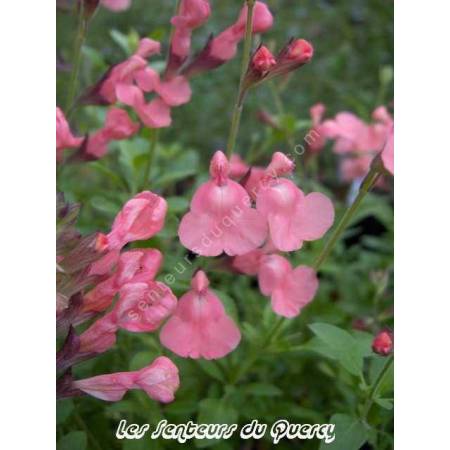 Sauge arbustive à fleur rose tendre - Salvia microphylla 'Ribambelle'