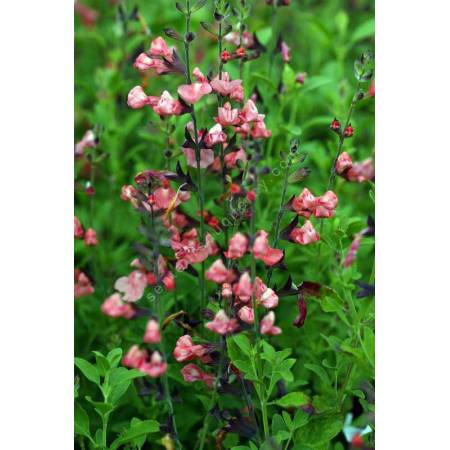Sauge arbustive à fleur rose tendre - Salvia microphylla 'Ribambelle'