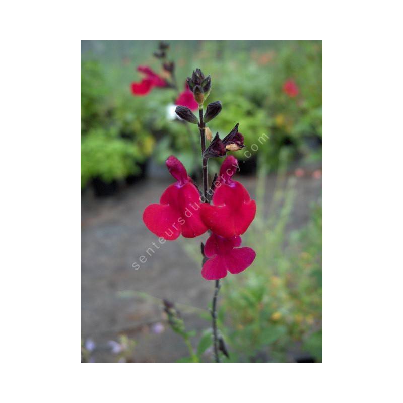 Sauge arbustive vivace rouge pourpre - Salvia microphylla 'Bordeaux'