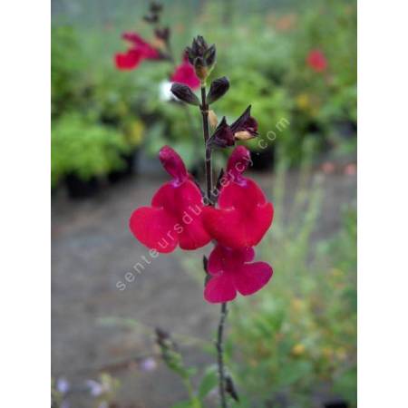 Sauge arbustive vivace rouge pourpre - Salvia microphylla 'Bordeaux'