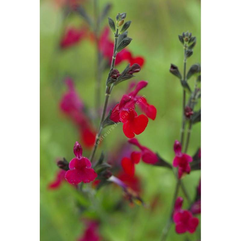 Sauge arbustive vivace rouge pourpre - Salvia microphylla 'Bordeaux'