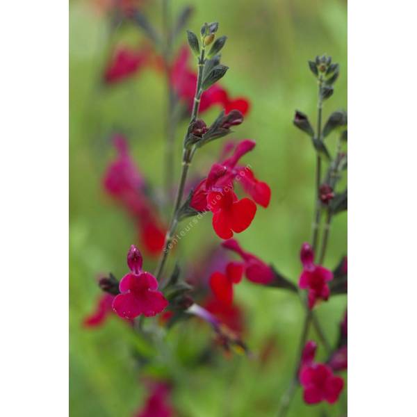 Sauge arbustive vivace rouge pourpre - Salvia microphylla 'Bordeaux'