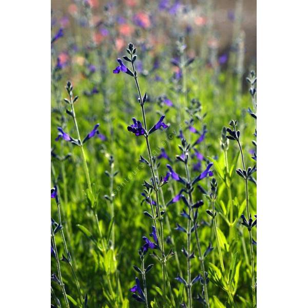 Sauge arbustive prostrée à fleur bleue-violette - Salvia lycioides