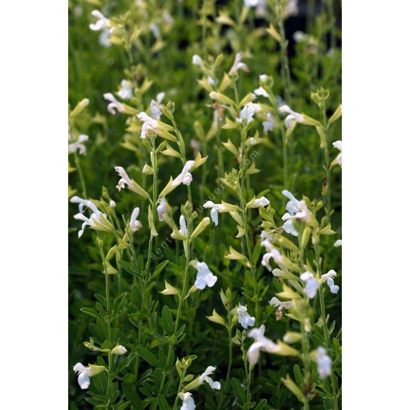 Sauge arbustive à fleurs blanches - Salvia greggii 'Alba'