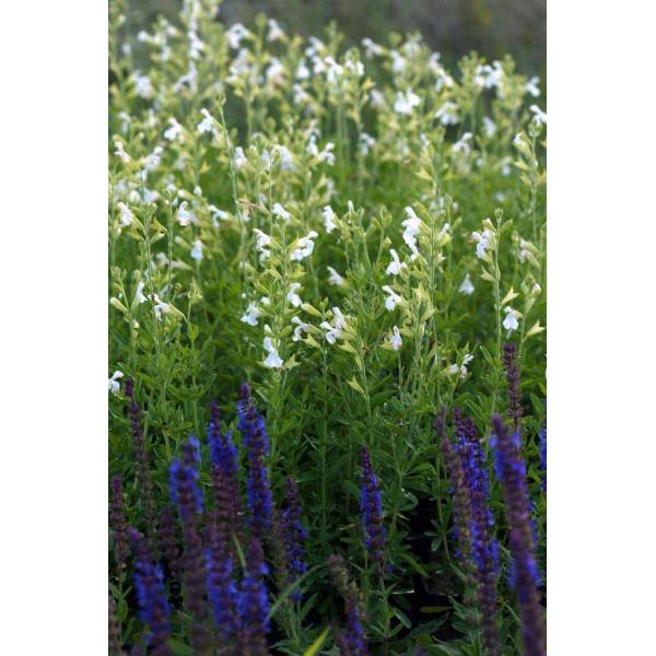 Sauge arbustive à fleurs blanches - Salvia greggii 'Alba'
