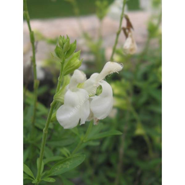Sauge arbustive à fleurs blanches - Salvia greggii 'Alba'