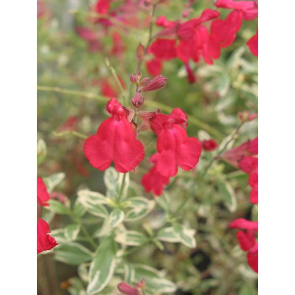 sauge arbustive au feuillage panaché - Salvia greggii 'Desert Blaze'