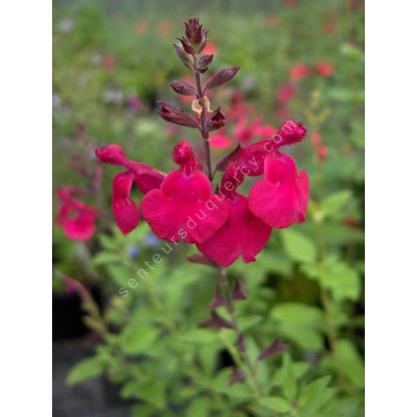Sauge arbustive à fleur framboise - Salvia greggii 'Rapsberry Royale'