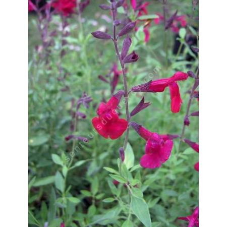 Sauge arbustive à fleur framboise - Salvia greggii 'Rapsberry Royale'