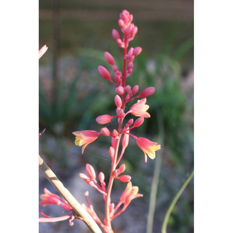 Yucca rouge - Hesperaloe parviflora - Cactus rustique pour jardin sec