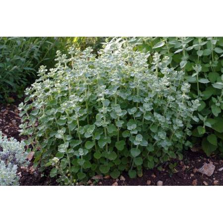 Ballote hirsute - Ballota hirsuta - plante vivace pour jardin sec