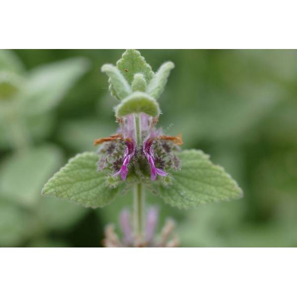 Ballote des rochers - Ballota rupestris - vivace de jardin sec