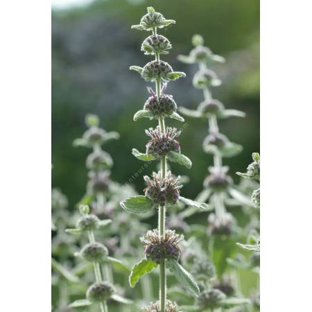 Ballote des rochers - Ballota rupestris - vivace de jardin sec