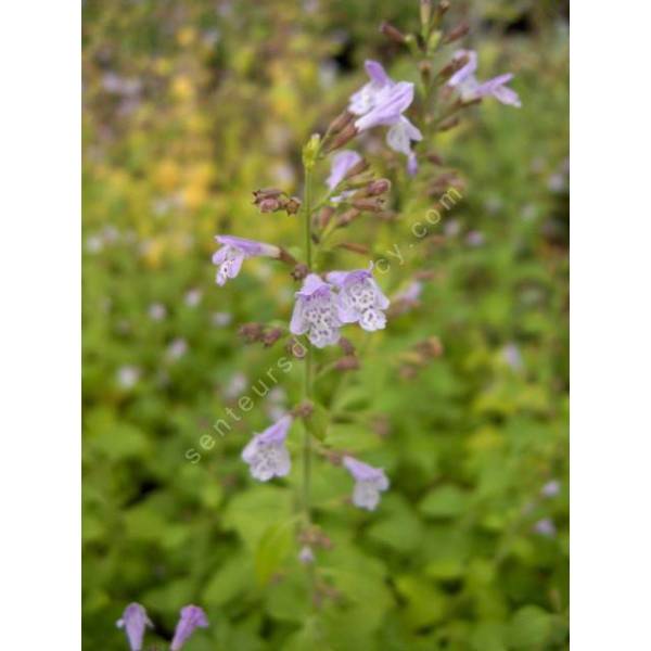 Calament - Calamintha nepeta - plante vivace à la vente en ligne