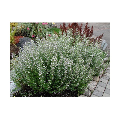 Calament - Calamintha nepeta - plante vivace à la vente en ligne