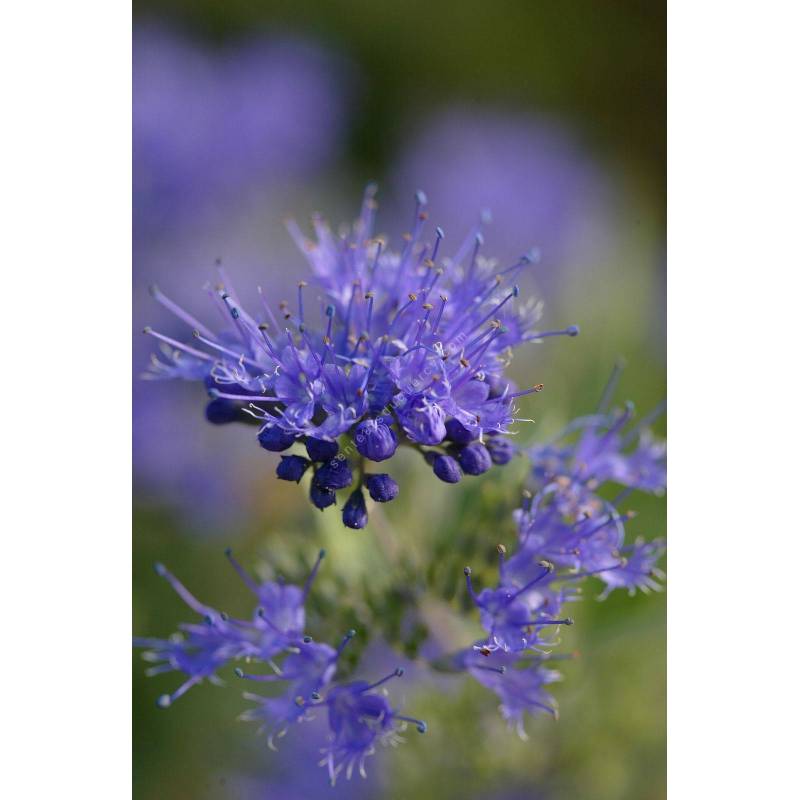 Barbe bleue de sol sec - Caryopteris x clandonensis 'Kew Blue'