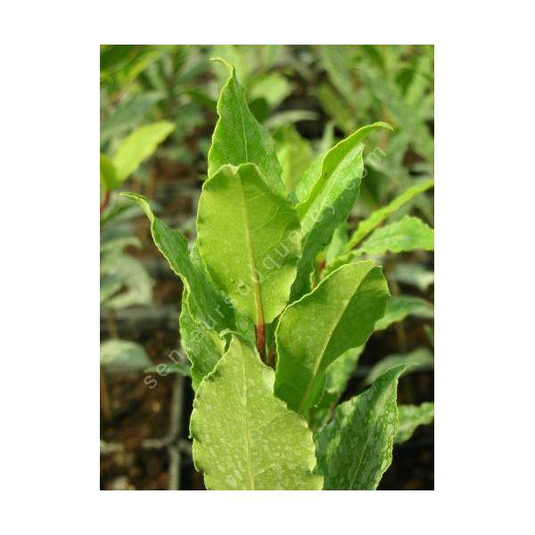 Laurier Sauce ou Noble - Laurus nobilis - feuilles condimentaires
