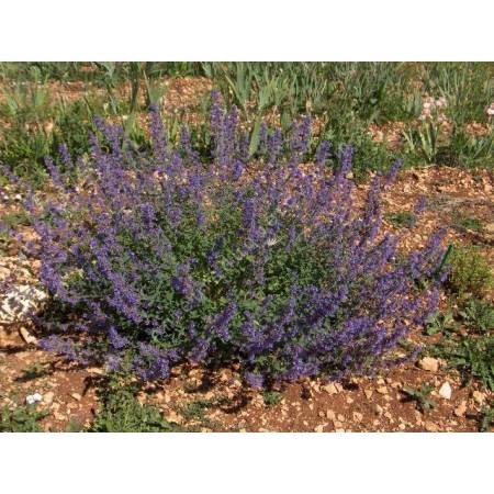 Nepeta x faassenii 'Six Hills Giant' - Herbe à chat géante vivace