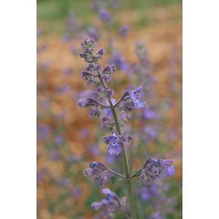 Nepeta x faassenii 'Six Hills Giant' - Herbe à chat géante vivace
