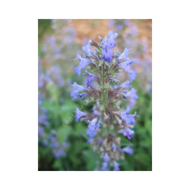 Nepeta x faassenii - Herbe à chat - plante vivace pour jardin sec