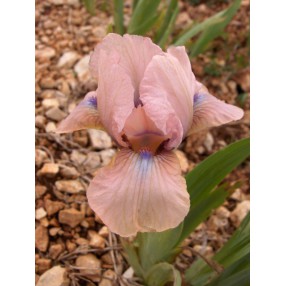 Vente d'iris nain - GAEC Les Senteurs du Quercy