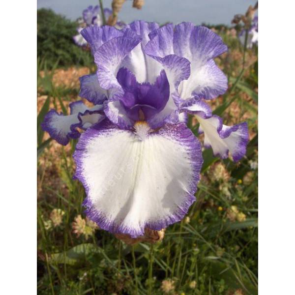 Grand iris de jardin 'Classic Look', vente en ligne