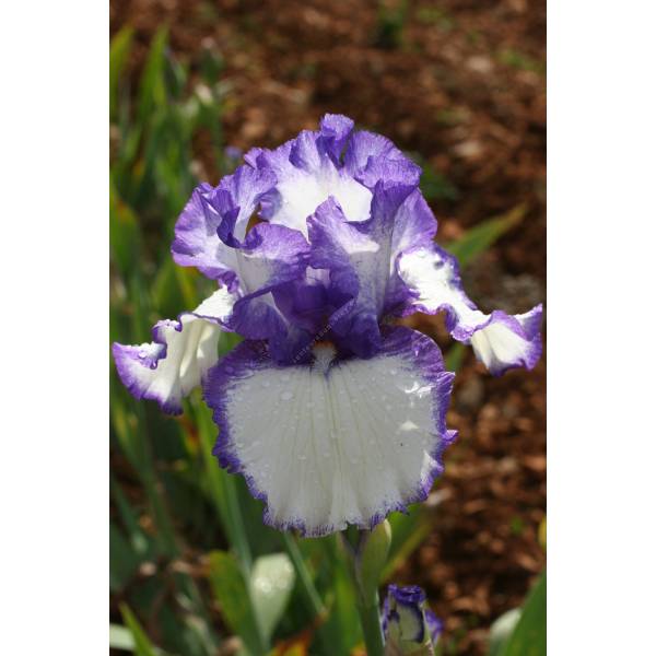 Grand iris de jardin 'Classic Look', vente en ligne