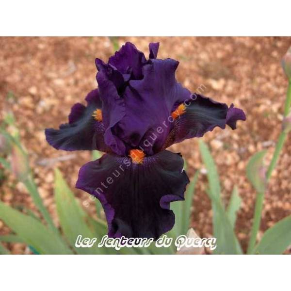 Iris 'Local Color', Grand iris de jardin, vente en ligne