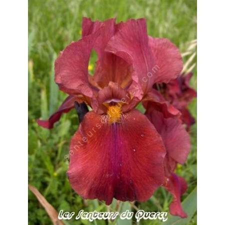 Calamagrostis brachytricha - Herbe aux diamants