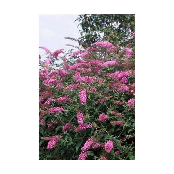 Arbre aux papillons à fleurs roses - Buddleja davidii 'Pink Delight'