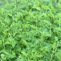 Armoise herbe blanche - Artemisia herba-alba - plante vivace