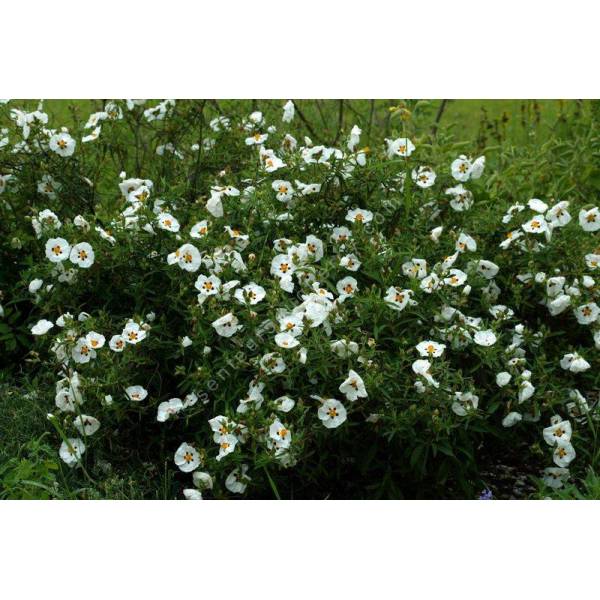 Ciste blanc à macules de pourpres - Cistus x purpureus 'Alan Fradd'