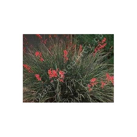 Yucca rouge - Hesperaloe parviflora - Cactus rustique pour jardin sec
