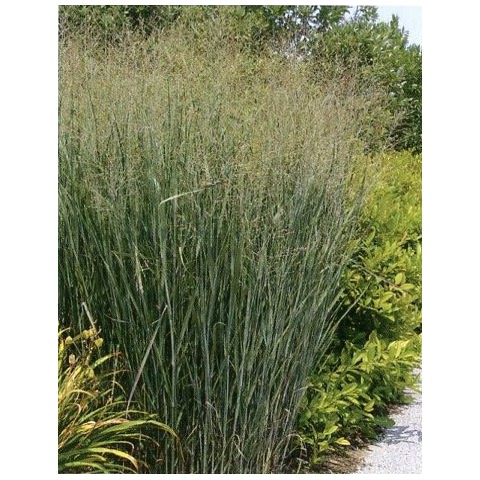 Panicum virgatum 'Heavy Metal' - Panic érigé - Graminée pour jardin sec
