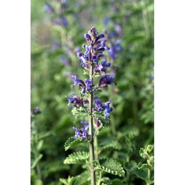 Nepeta x faassenii 'Walker's Low' - Herbe à chat vivace de jardin sec