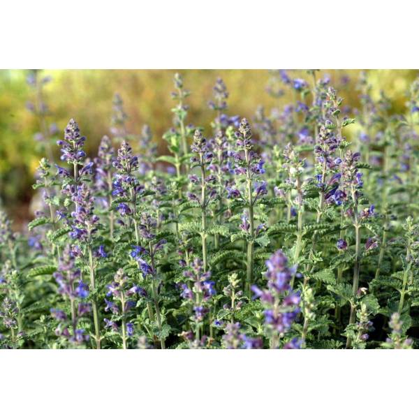 Nepeta x faassenii 'Walker's Low' - Herbe à chat vivace de jardin sec