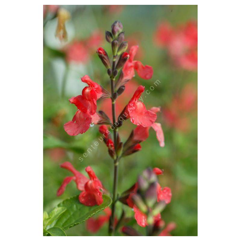 Sauge arbustive à fleur rose-orangé - Salvia x jamensis 'El Duranzo'