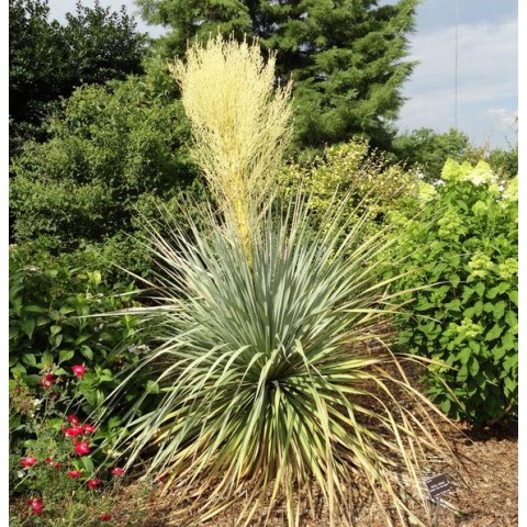 Nolina nelsonii - Noline bleue - Cactus rustique pour jardin sec