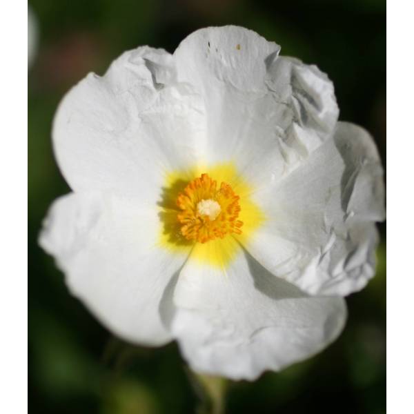 Cistus x florentinus - Ciste - arbuste persistant pour terrain sec