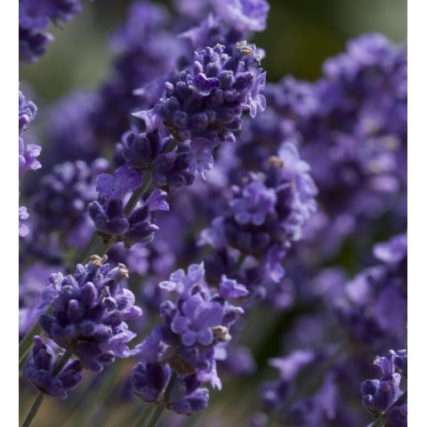 Lavandula angustifolia 'Melissa Lilac' - Lavande lilas de jardin sec